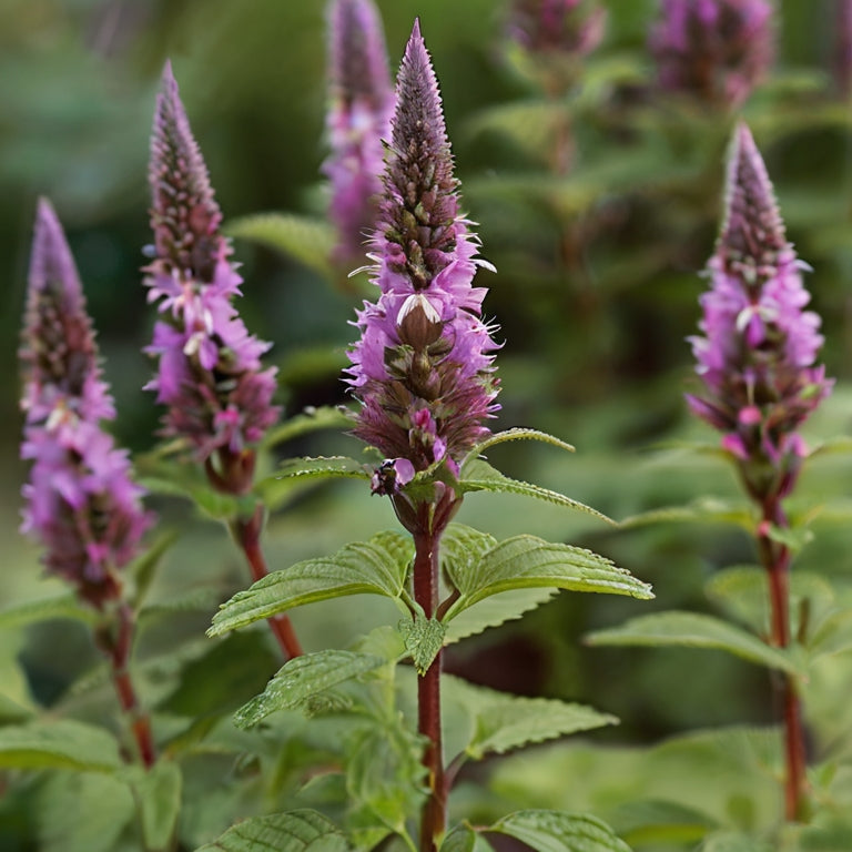 Chinese patchouli: chemical composition, uses and side effects